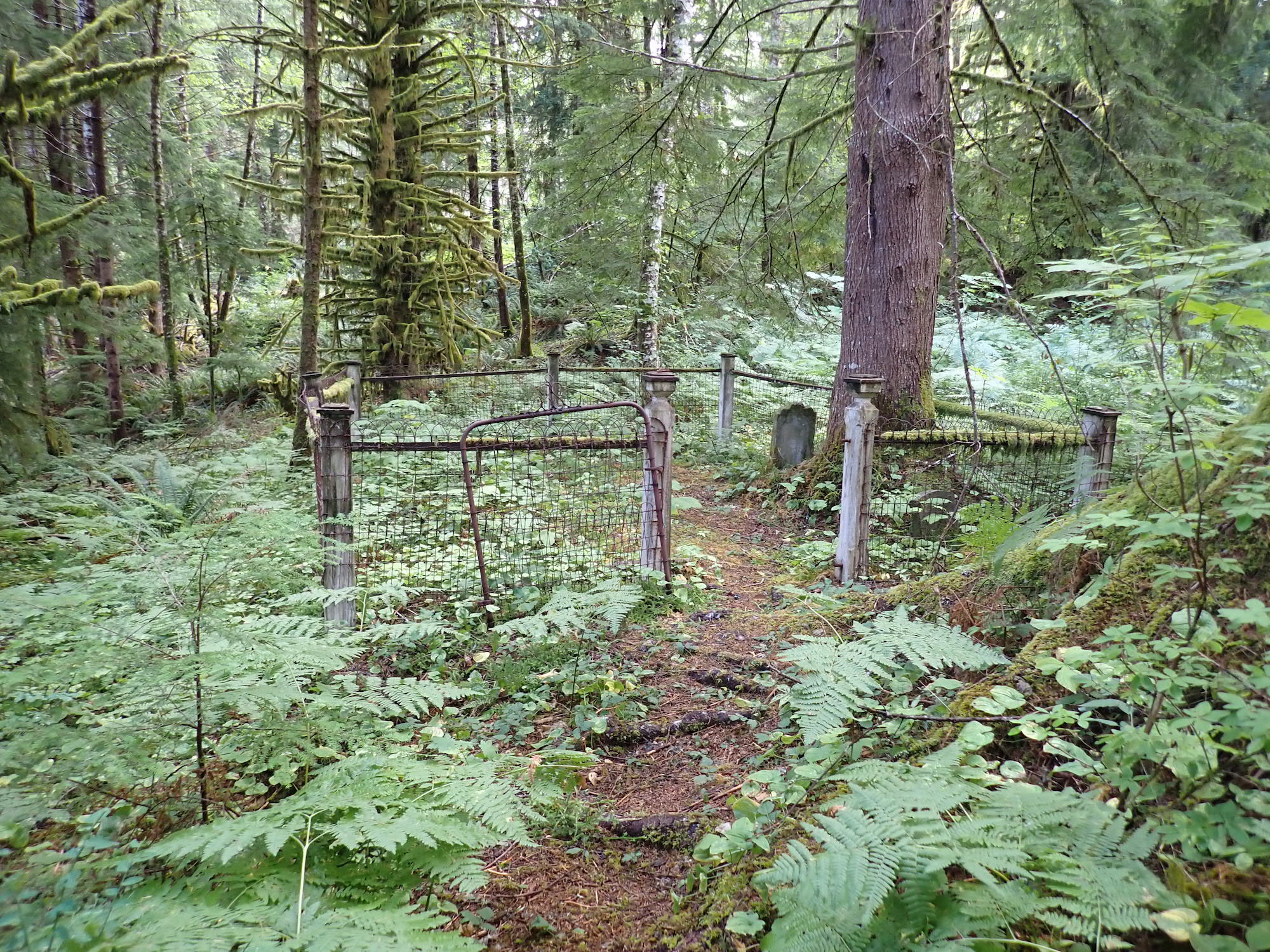 Hamlet Cemetery: One with the forest – michelle rau