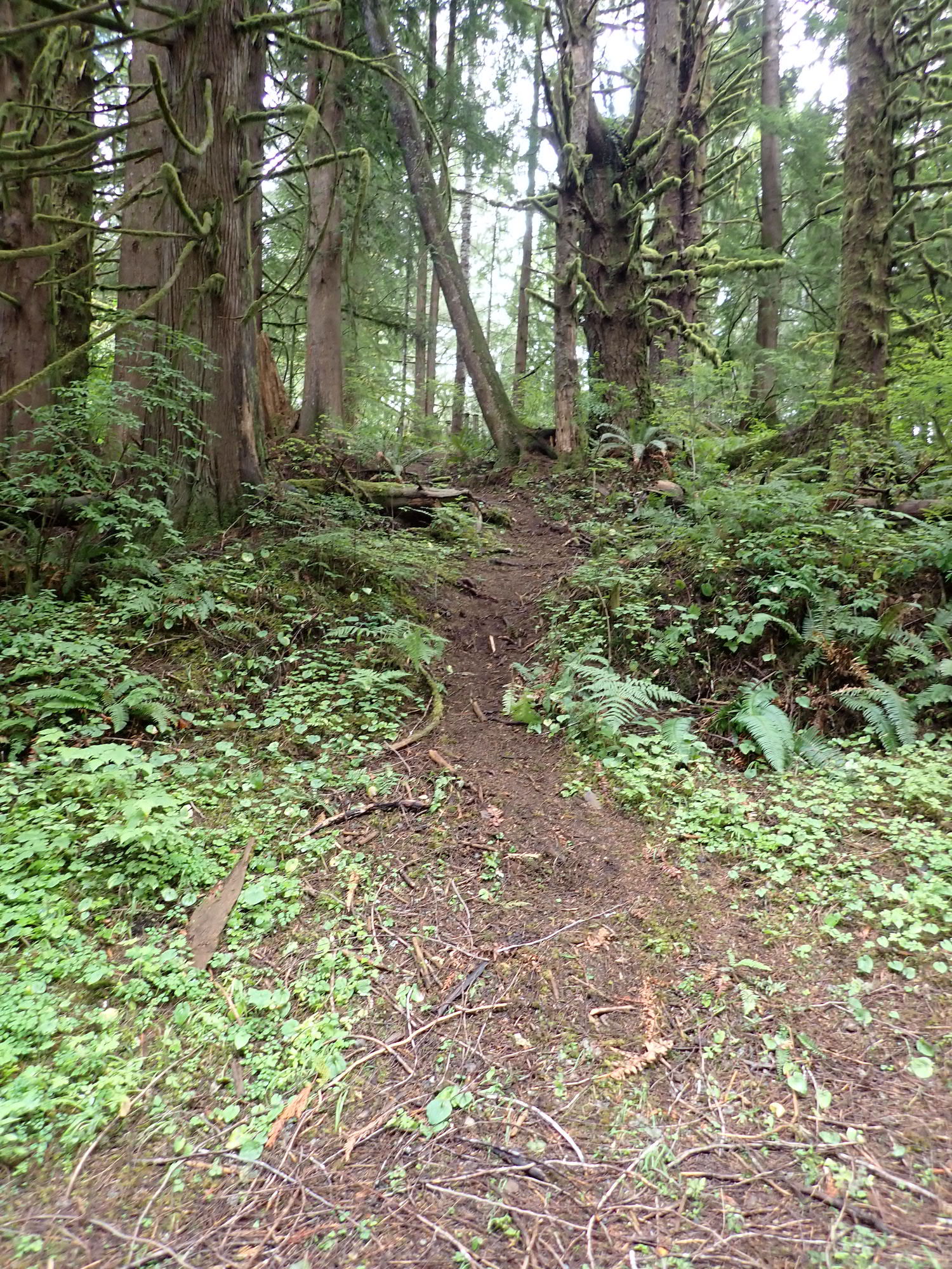 Hamlet Cemetery: One with the forest – michelle rau